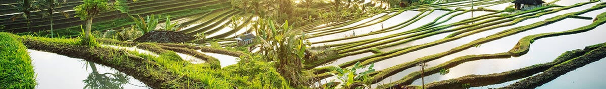 Bali's 13 Best Rice Fields & Terraces: Full Guide