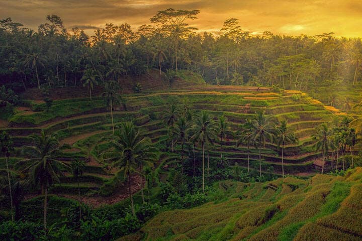 Bali's 13 Best Rice Fields & Terraces: Full Guide