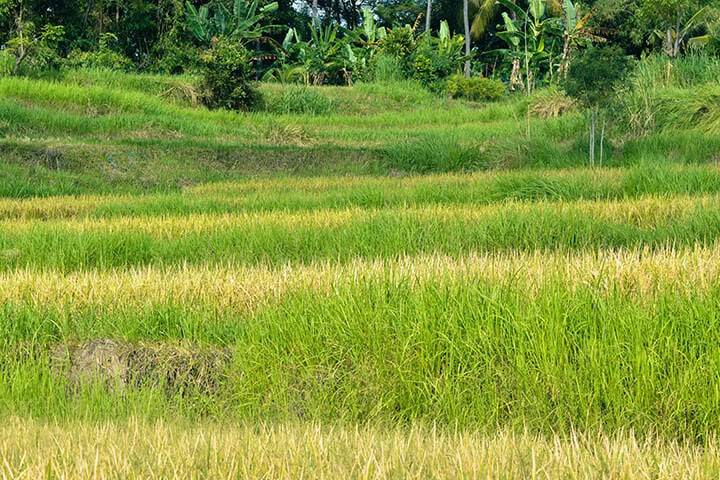 Bali's 13 Best Rice Fields & Terraces: Full Guide