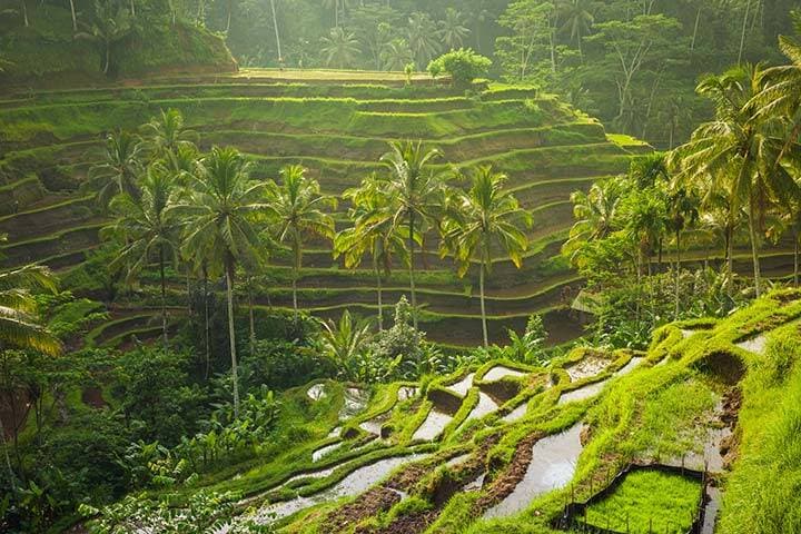 Bali's 13 Best Rice Fields & Terraces: Full Guide
