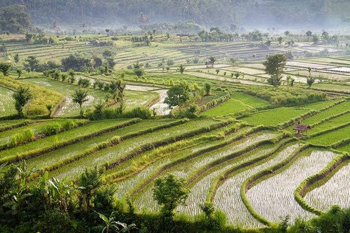 Bali's 13 Best Rice Fields & Terraces: Full Guide