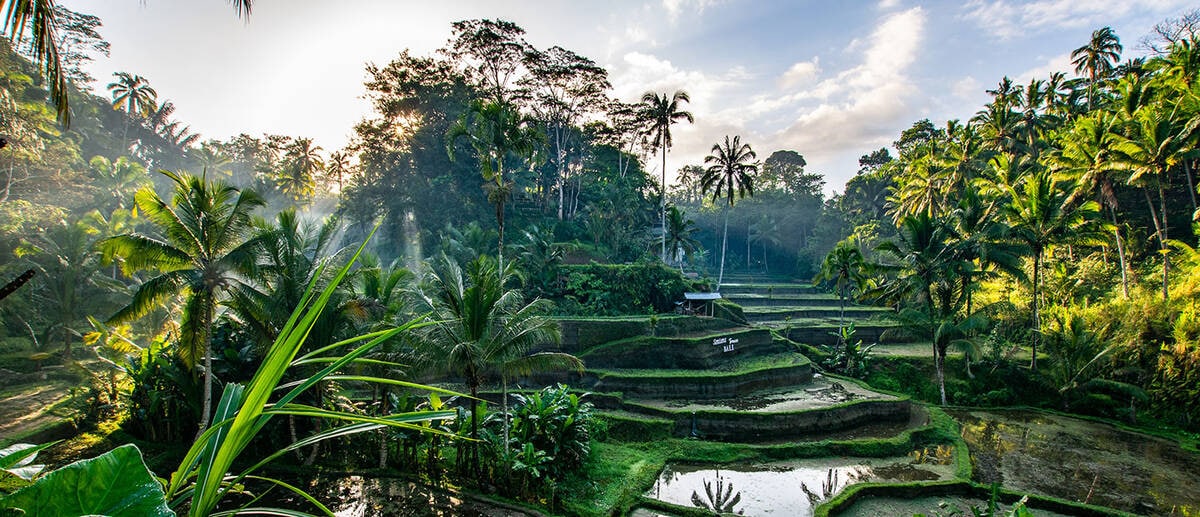 Guide to Ubud: Things to Do, Where to Stay, Food, Drink and more!
